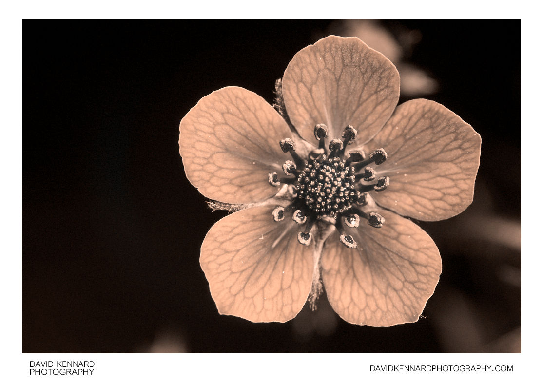 Wild Strawberry (Fragaria vesca) flower [UV] · David Kennard Photography
